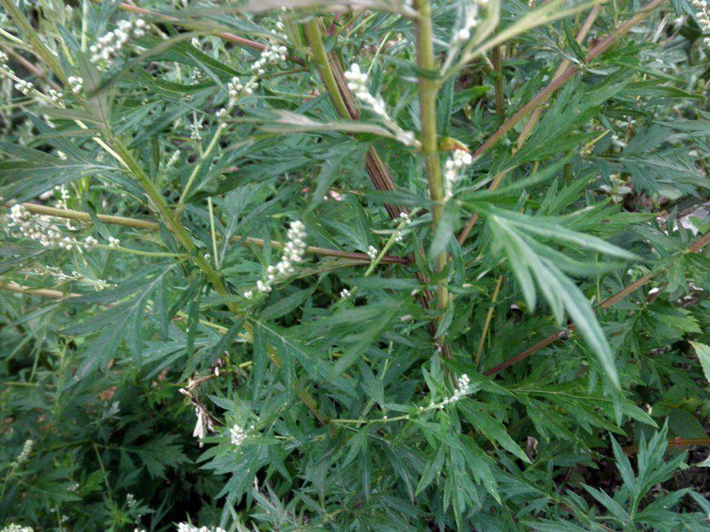Artemisia vulgaris pianta: proprietà, usi e controindicazioni - Sanioggi.it